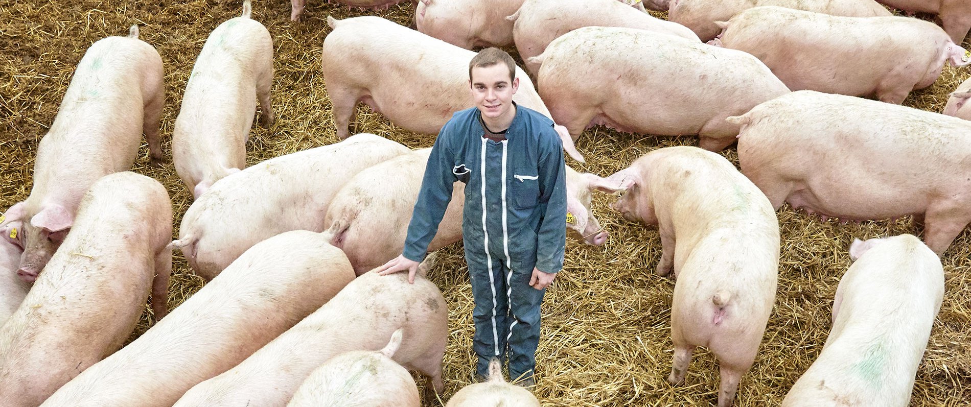 Les Porcs des Hauts Pays - Hauts de France